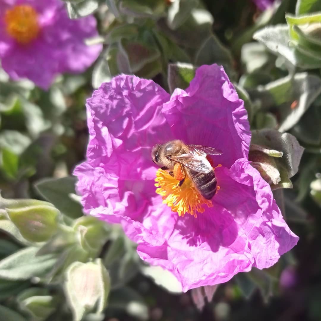 Abeja en Flor Jara - Melazahar